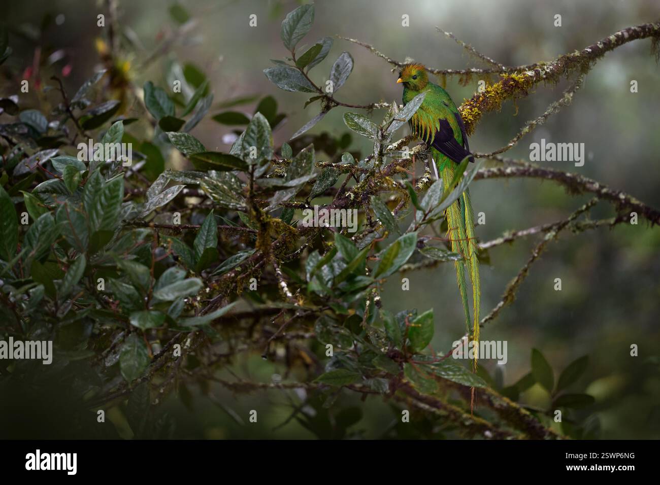 Quetzal in dark tropic forest, Pharomachrus mocinno, from nature Costa ...