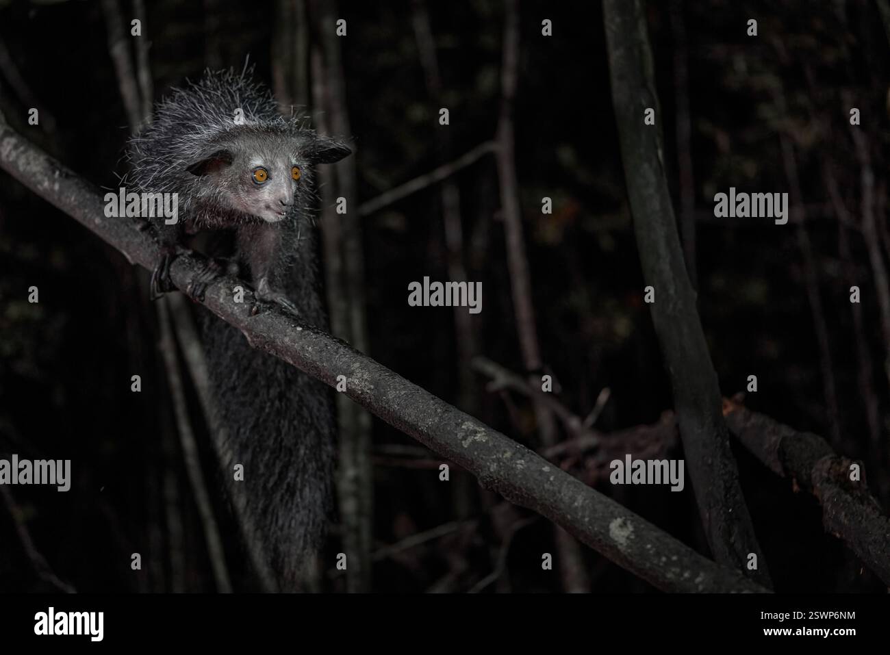 Aye-aye, Daubentonia madagascariensis, night animal in Madagascar. Aye-aye nocturnal lemur ...