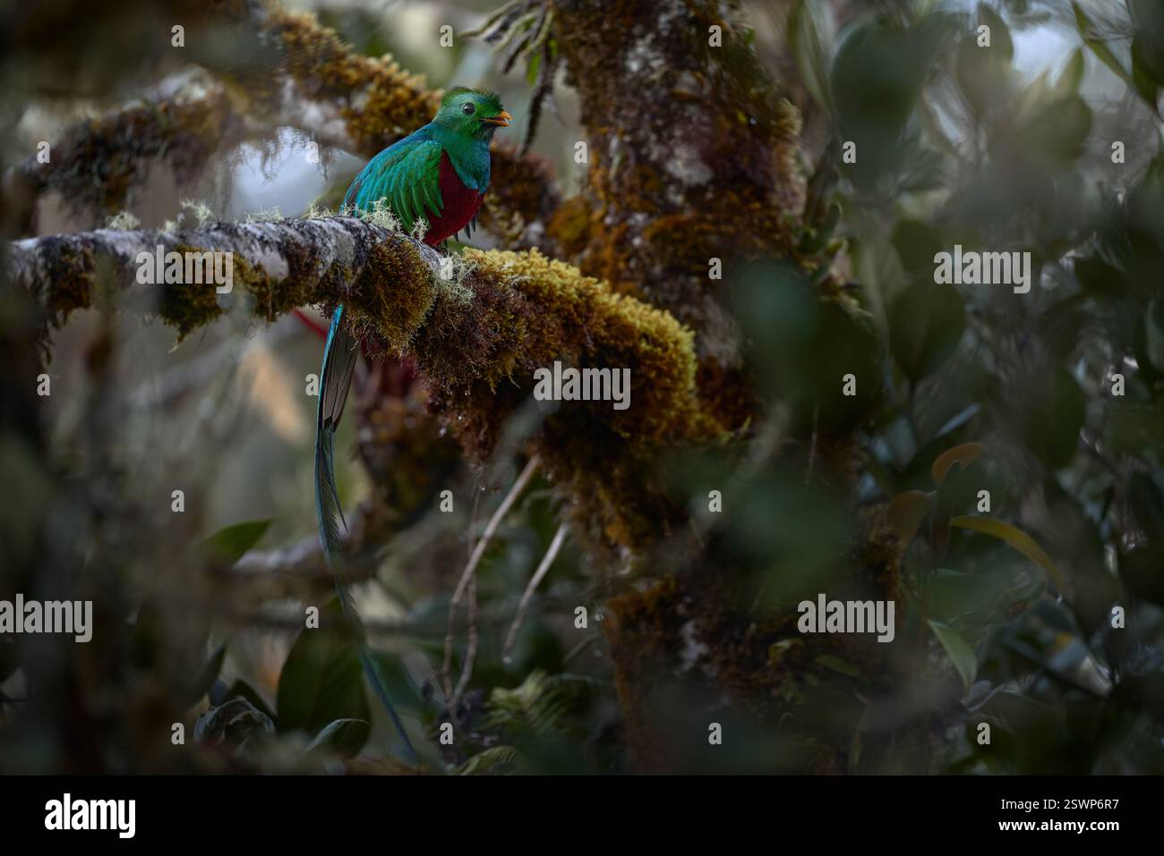 Quetzal in dark tropic forest, Pharomachrus mocinno, from nature Costa ...
