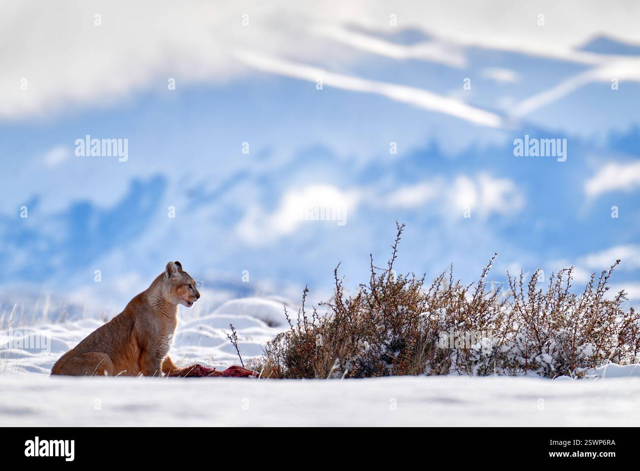 Wild big cat Cougar, Puma concolor, hidden portrait of dangerous animal ...