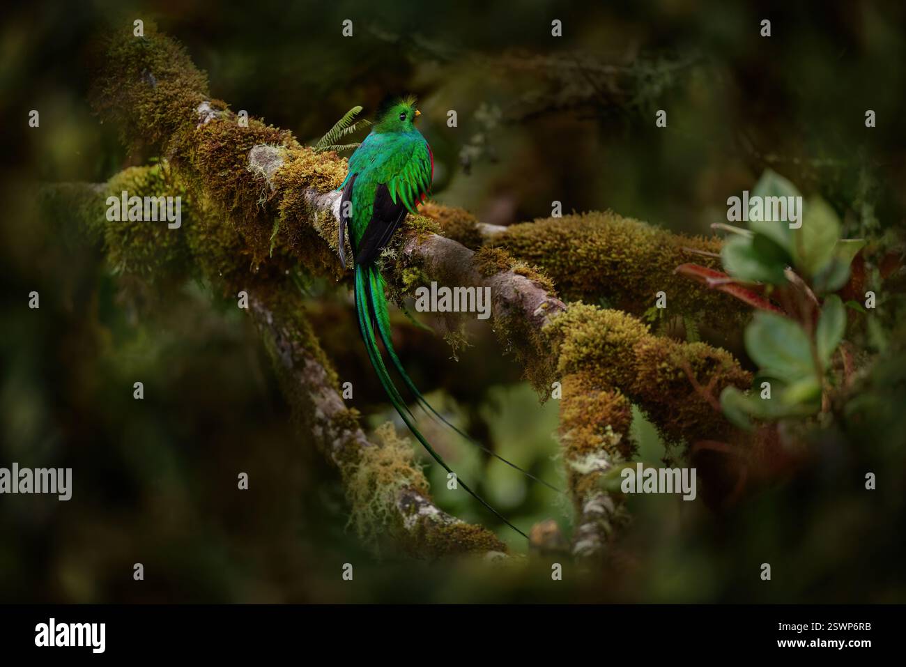 Quetzal in dark tropic forest, Pharomachrus mocinno, from nature Costa ...