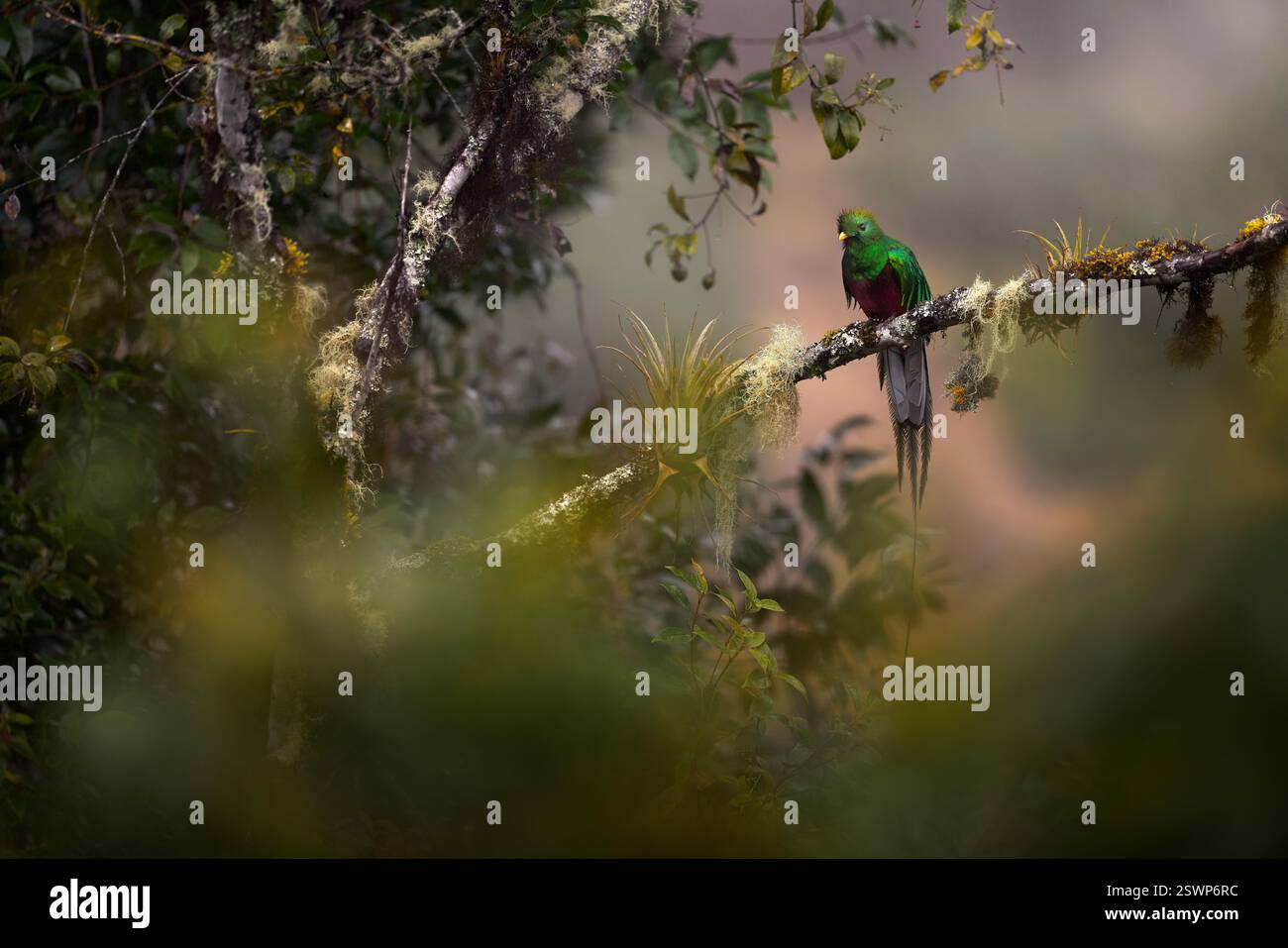 Quetzal in dark tropic forest, Pharomachrus mocinno, from nature Costa ...