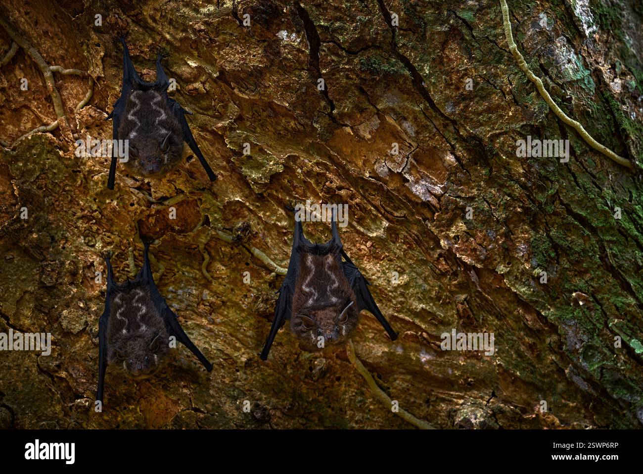 Greater White-Lined Bat, Saccopteryx bilineata, three animals on the ...