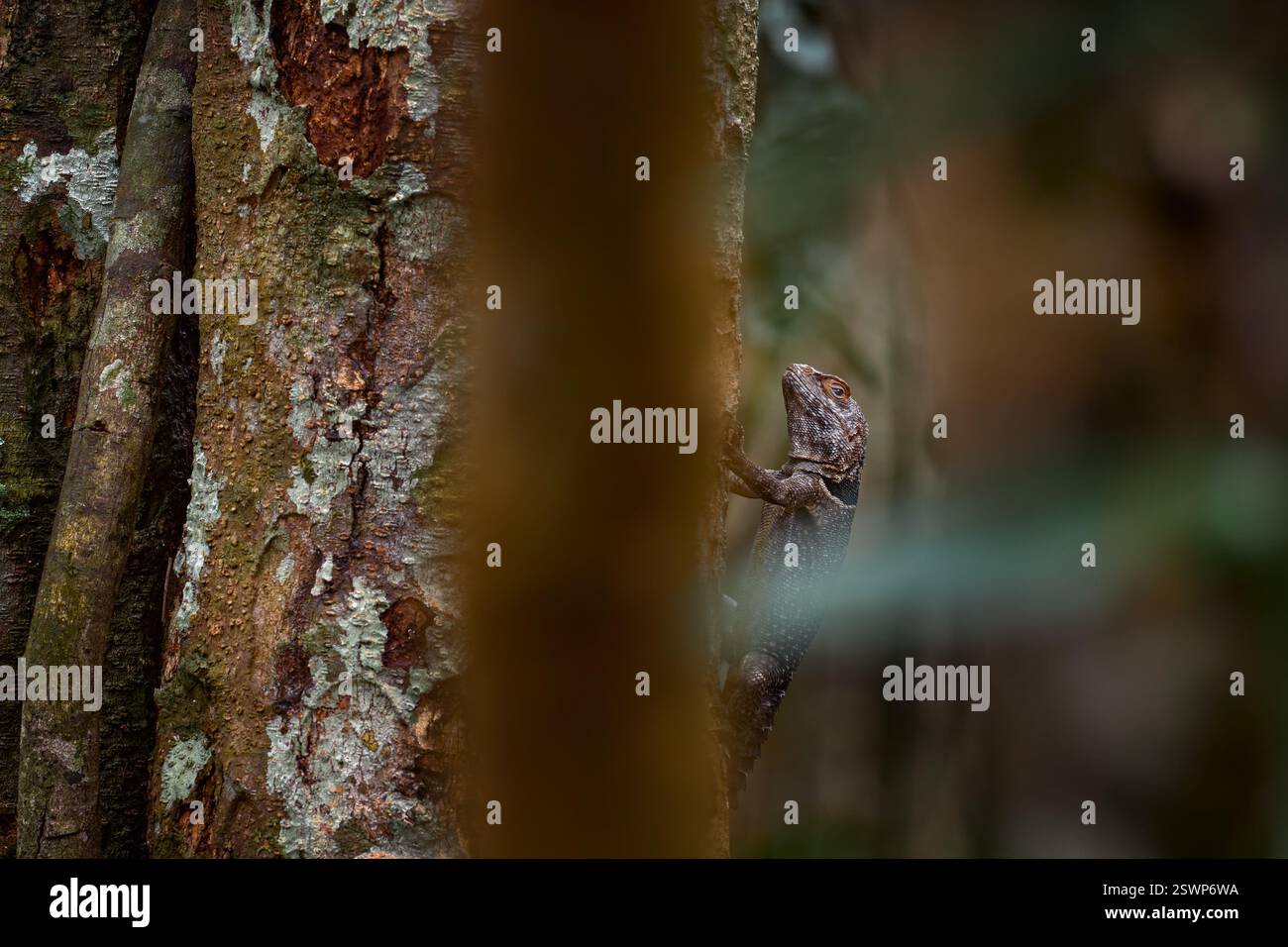 Cuvier's Madagascar swift, Oplurus cuvieri, black grey lizard in the ...