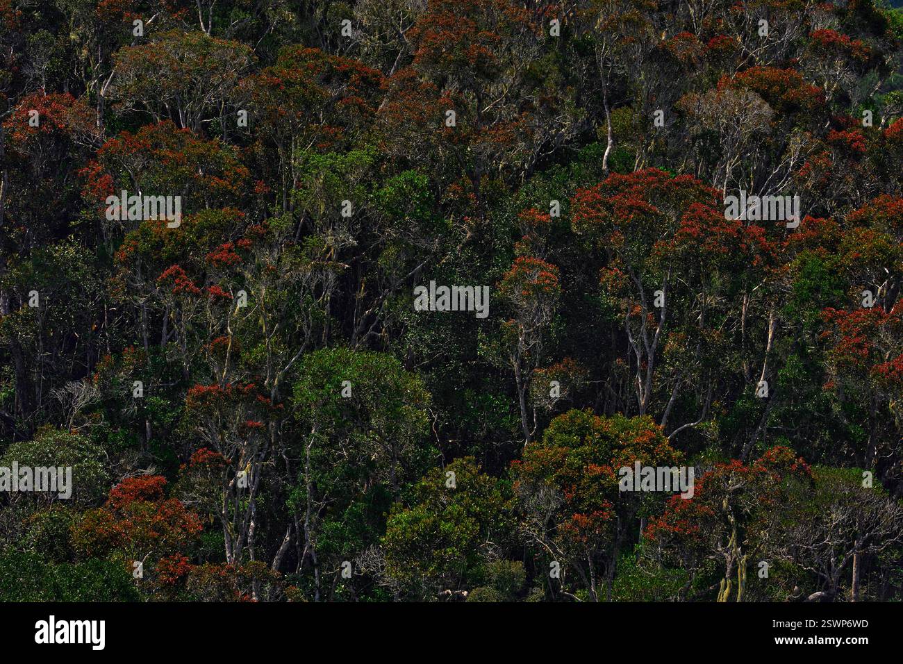 Green vegetation in Andasibe-Mantadia NP, Madagascar in Africa ...