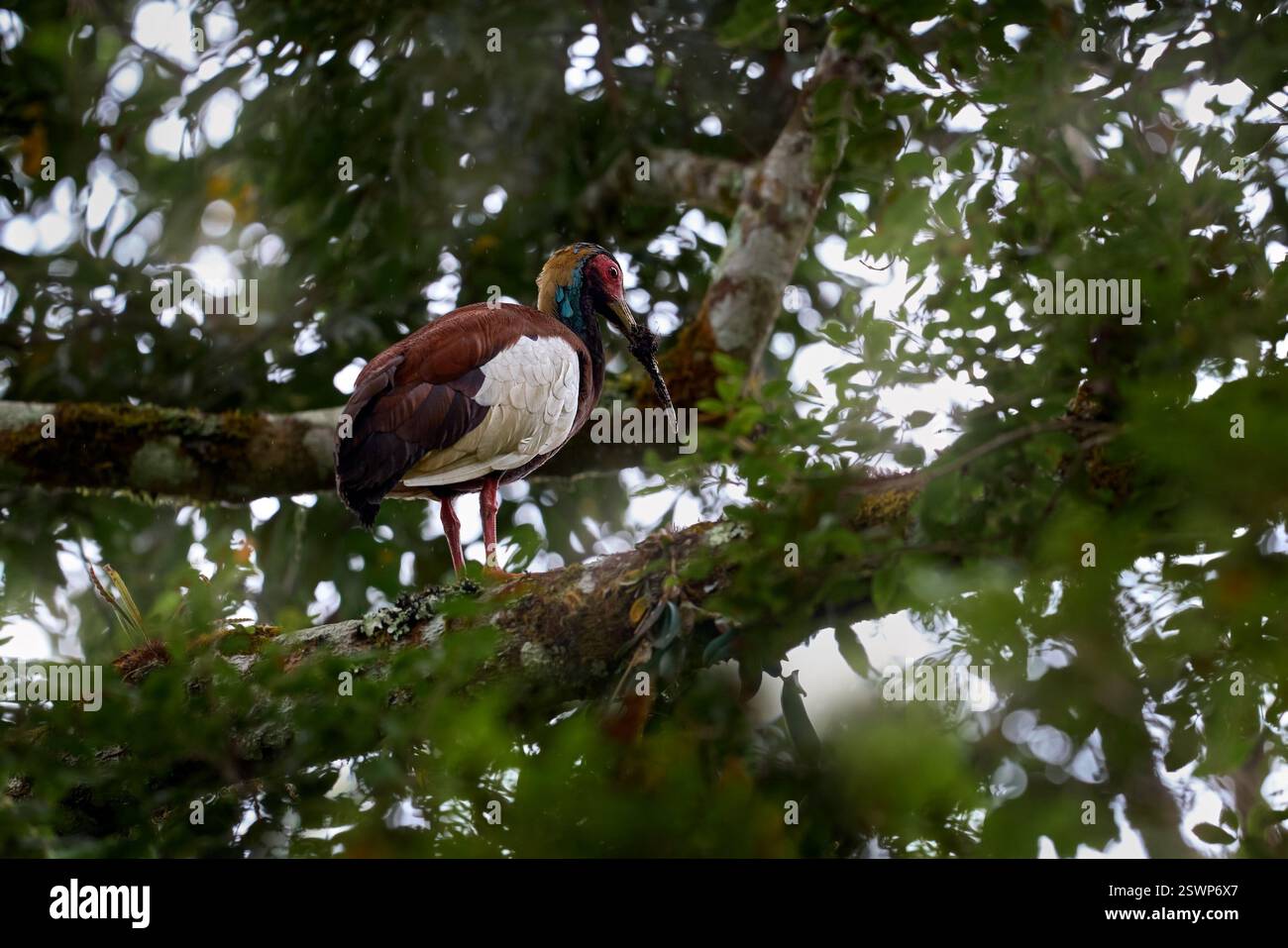 Madagascar crested ibis, Lophotibis cristata, white-winged ibis exotic ...