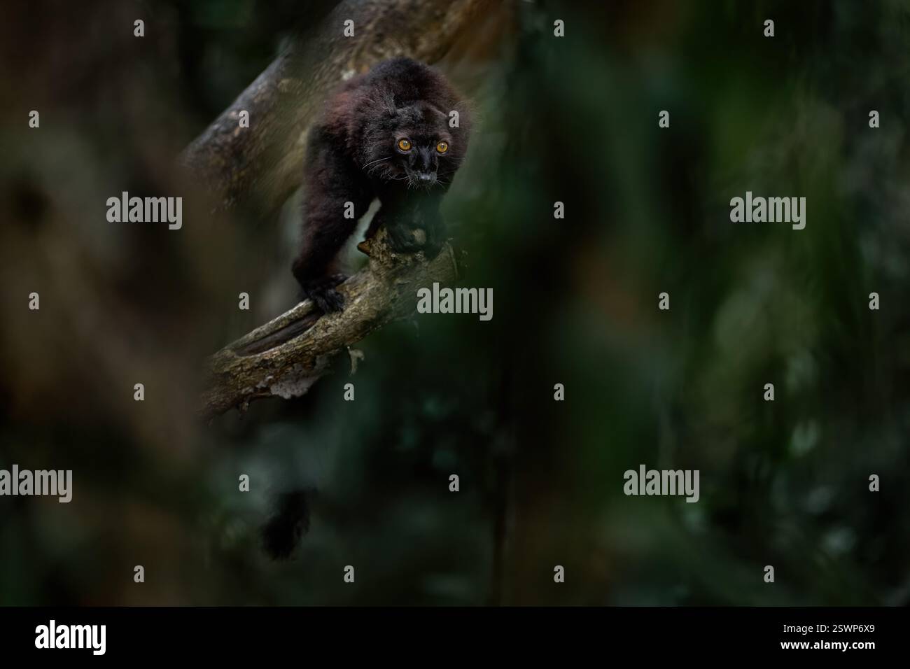 Black lemur, Eulemur macaco, face detail portrait with yellow eye. Park ...