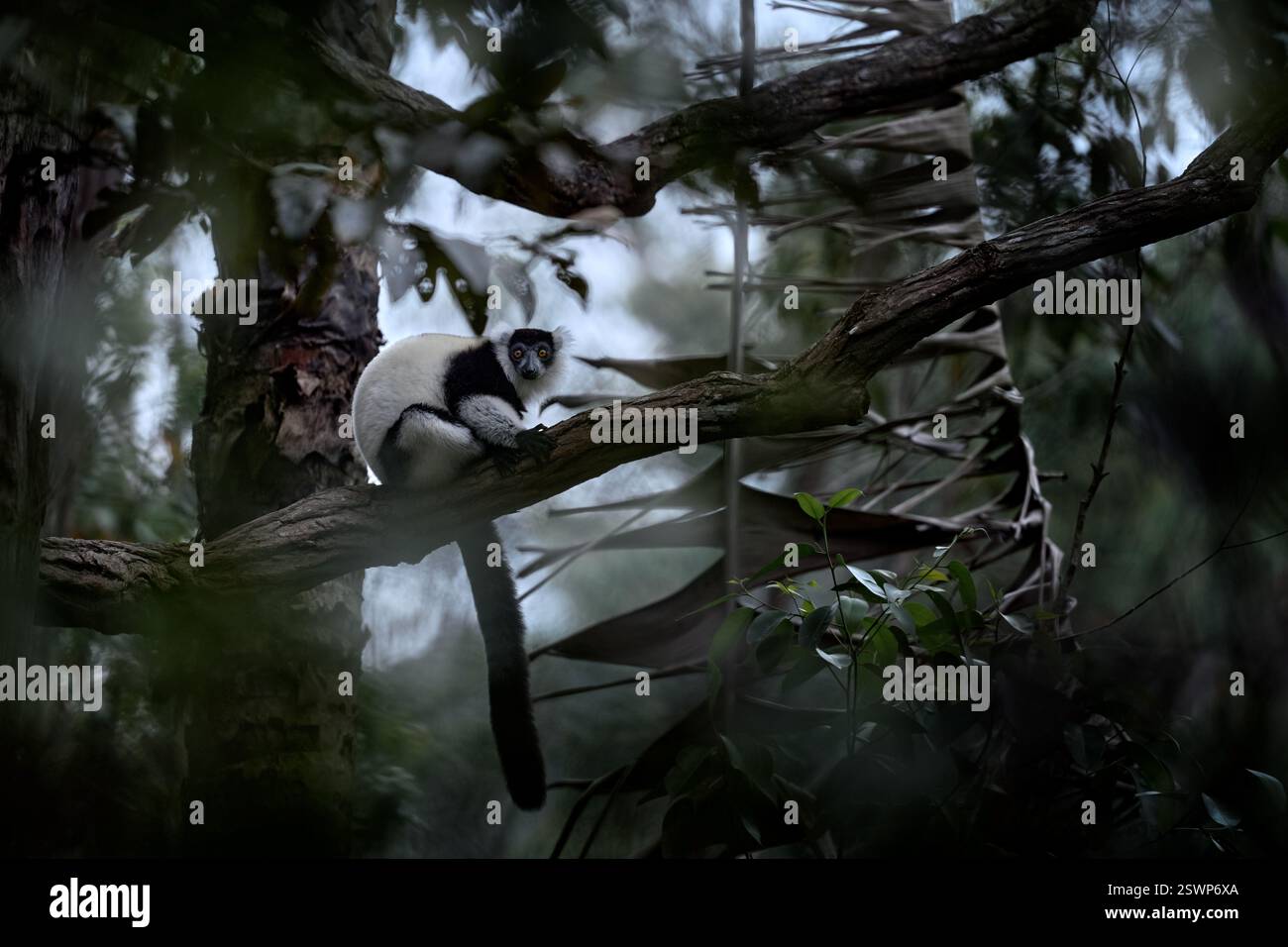 Wild lemur in the nature habitat, dark tropic forest. Black-and-white ...