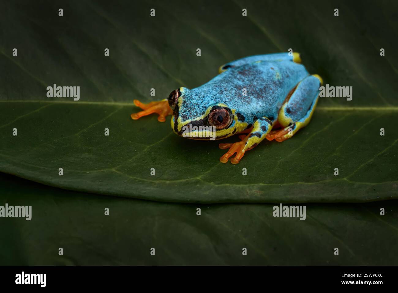 Blue-back reed frog, Heterixalus madagascariensis, amphibian sitting on ...