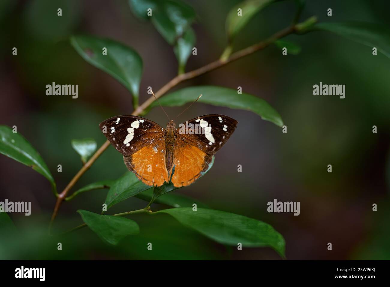 Madagascar forest nymph, Aterica rabena, Close-up macro detail of ...