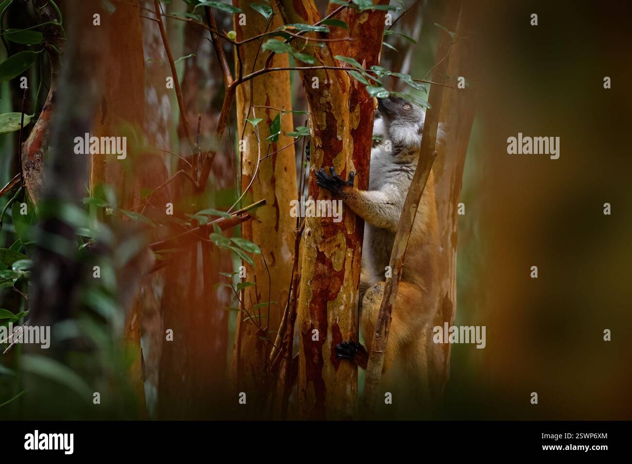 Black lemur, Eulemur macaco, face detail portrait with yellow eye. Park ...