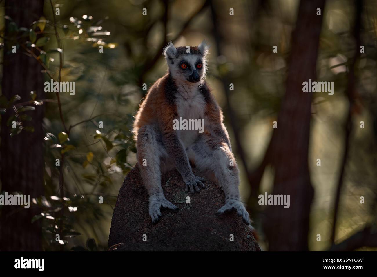 Backlight. Monkey with granite rock, sunset. Madagascar wildlife, Ring ...