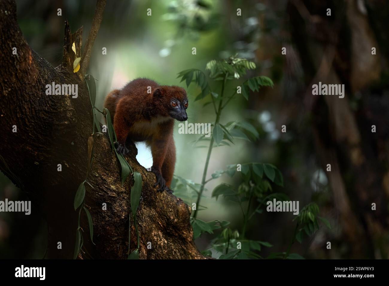 Red-bellied lemur, Eulemur rubriventer, Ranomafana NP, wild monkey in ...