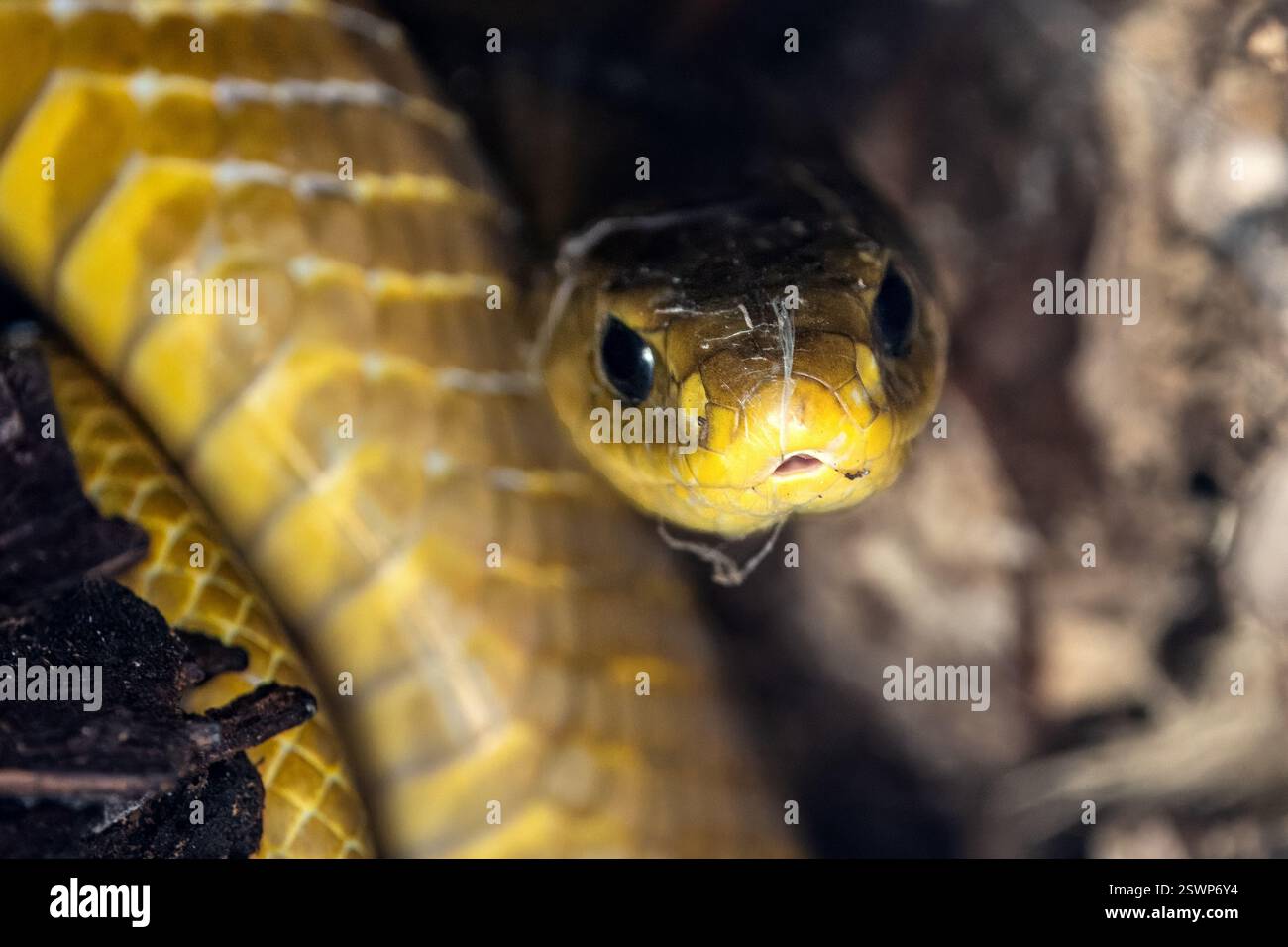 Neotropical racer snake, investigating spaces between a palm tree ...