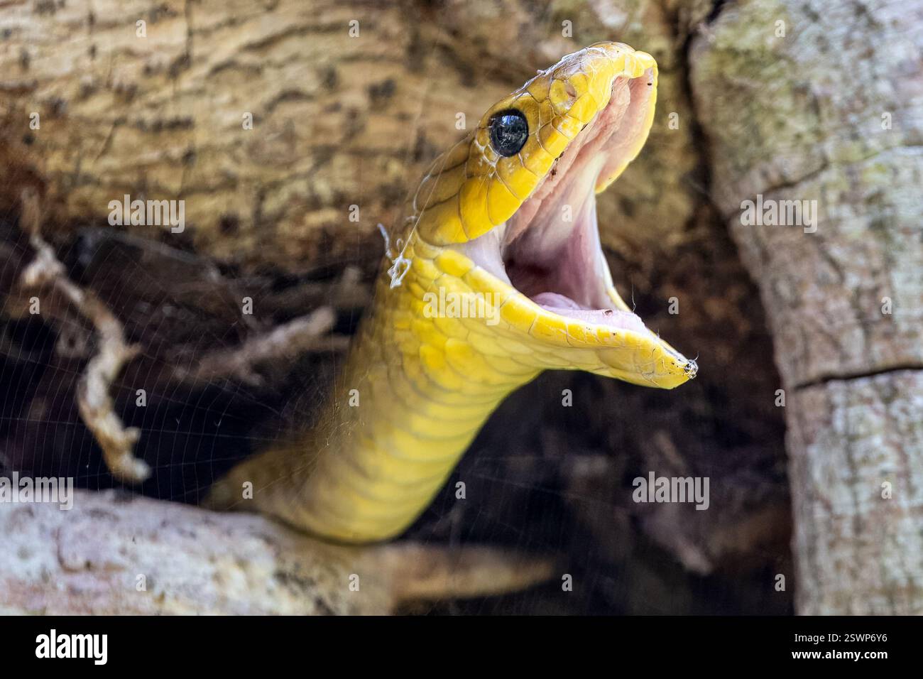 Neotropical racer snake, investigating spaces between a palm tree ...