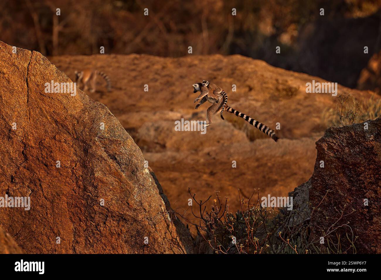 Madagascar wildlife. Monkey jump, young cub. Madagascar wildlife, Ring ...