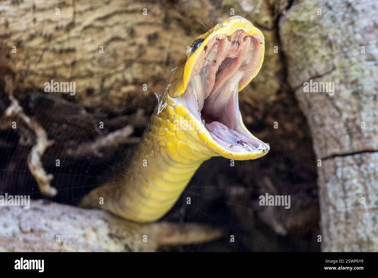 Neotropical racer snake, investigating spaces between a palm tree ...
