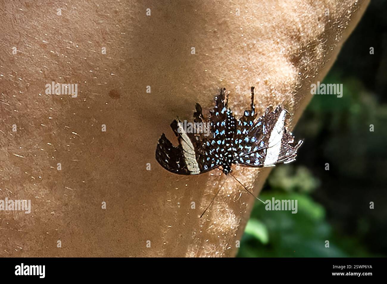 Female Starry Cracker butterfly, female, drinking water from a wet ...