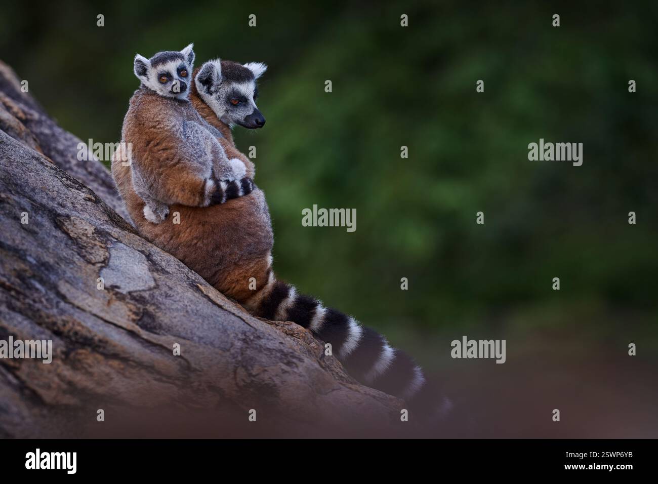 Madagascar wildlife. Monkey family, young cub. Madagascar wildlife ...