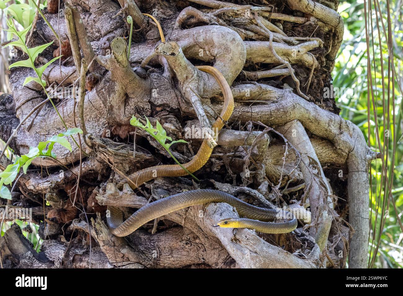 Neotropical racer snake, investigating spaces between a palm tree ...