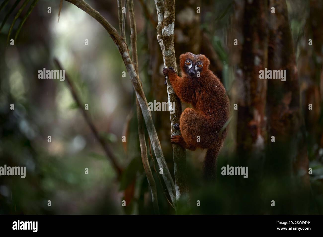 Red-bellied lemur, Eulemur rubriventer, Ranomafana NP, wild monkey in ...