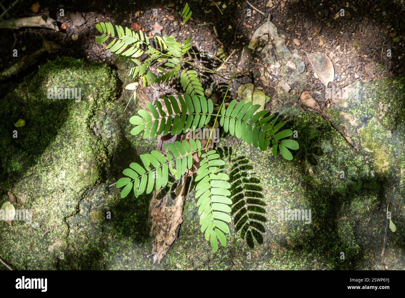 Plant with compound leaf, light and shade, Boca da Onca waterfalls ...