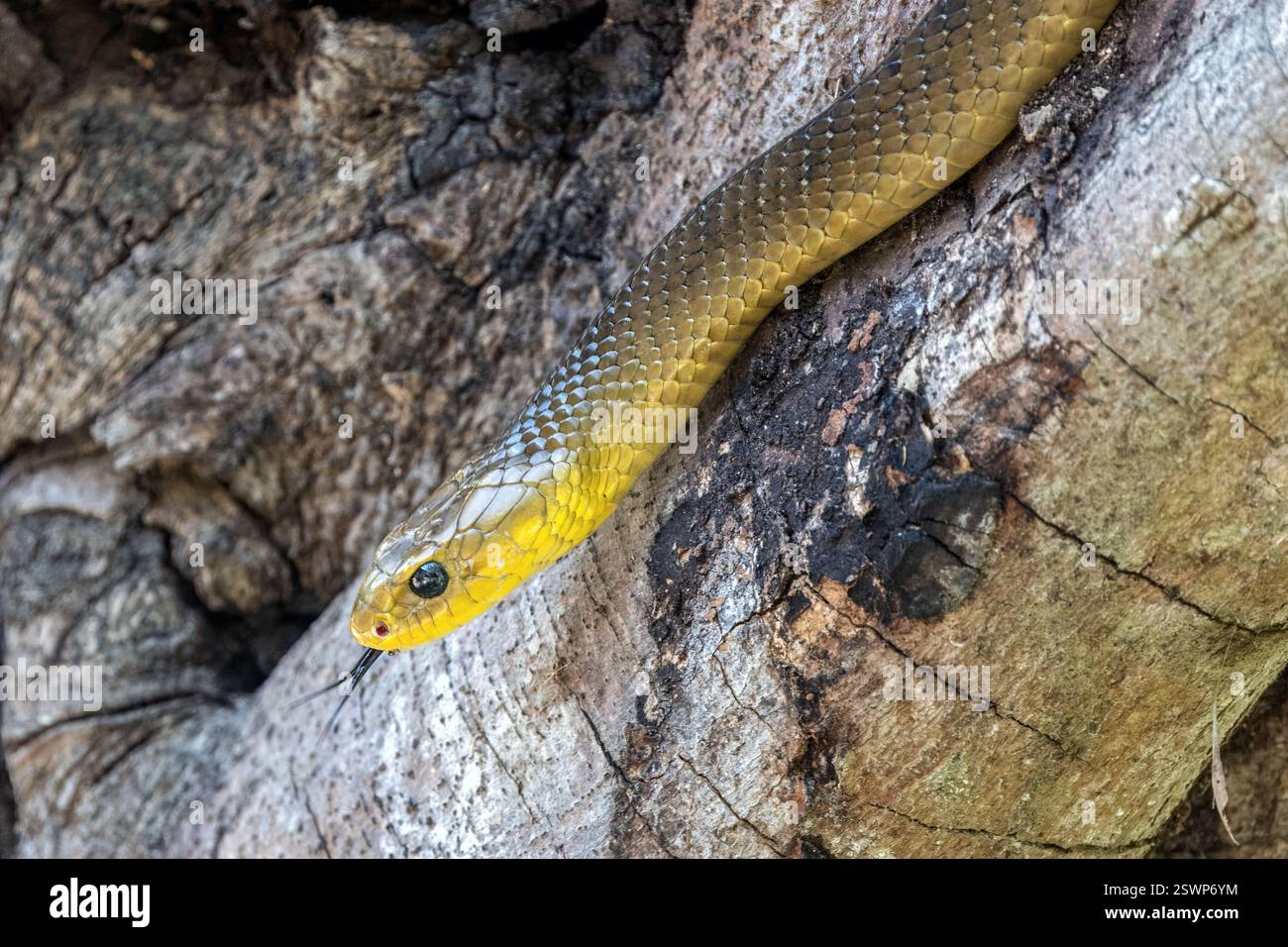 Neotropical racer snake, investigating spaces between a palm tree ...