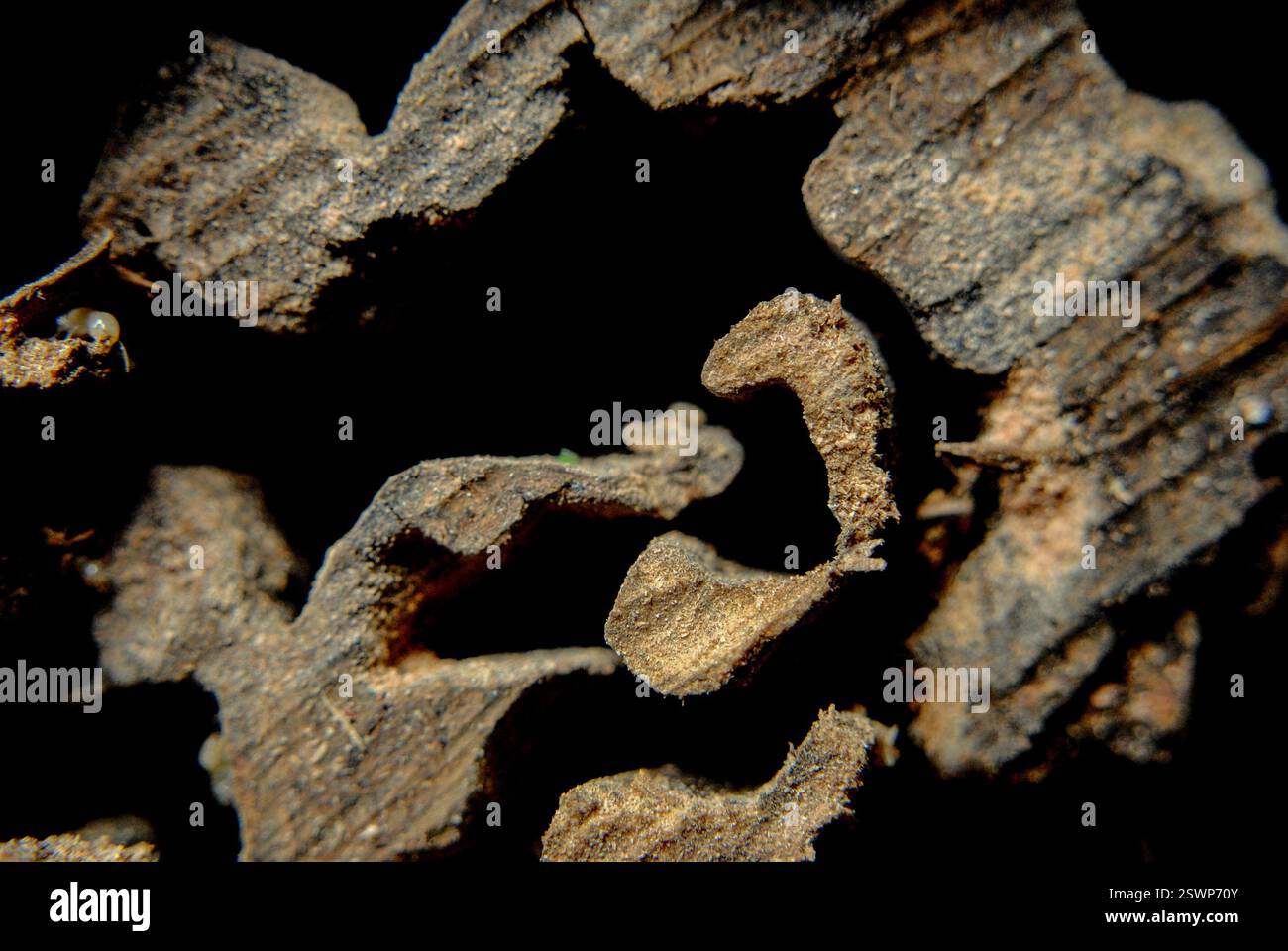 inside a termites nest Stock Photo - Alamy
