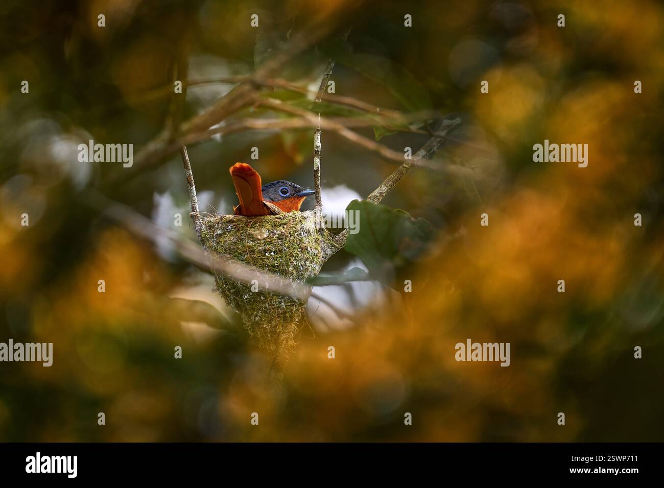 Bird in nest. Malagasy paradise flycatcher, Terpsiphone mutata, in the ...