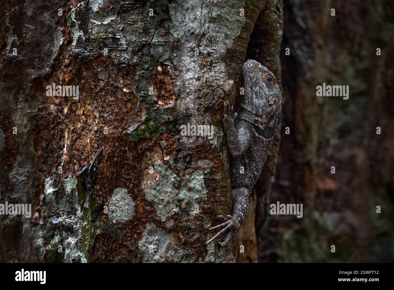 Cuvier's Madagascar swift, Oplurus cuvieri, black grey lizard in the ...