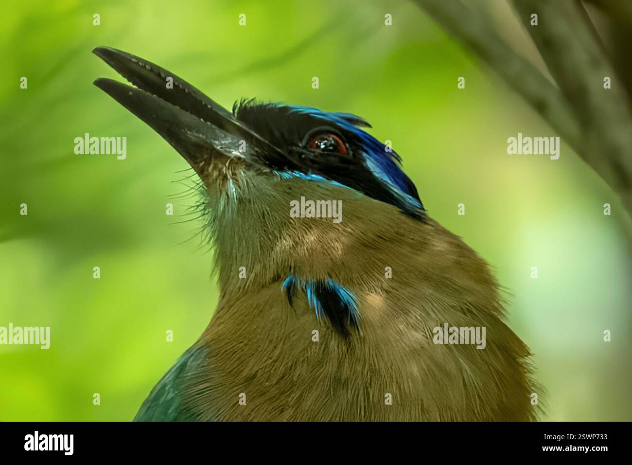 Amazonian Motmot, Boca da Onca waterfalls, Saloba river canyon, Mato ...
