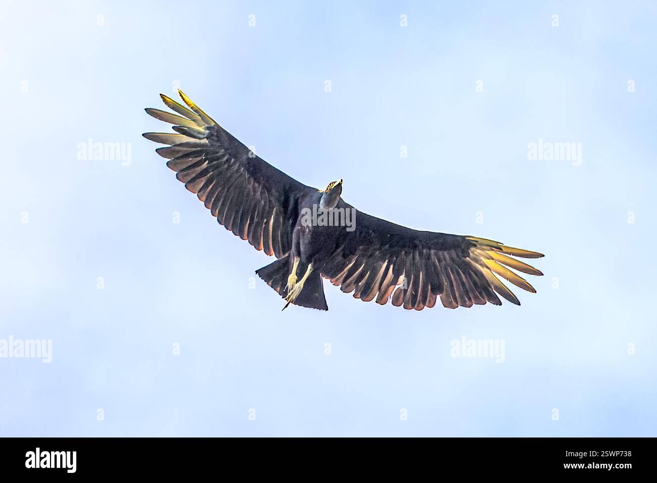 American Black Vulture, Boca da Onca waterfalls, Saloba river canyon ...