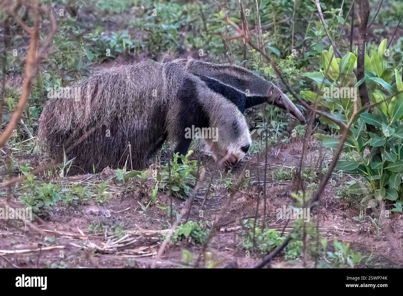 Giant Anteater, Boca da Onca waterfalls, Saloba river canyon, Mato ...