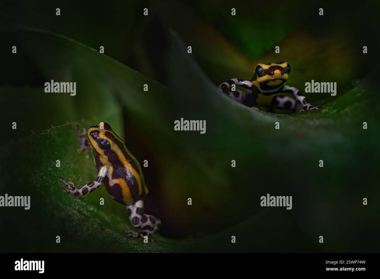 Ranitomeya summersi "Reticulated", Huallaga river, Cordillera Azul NP ...