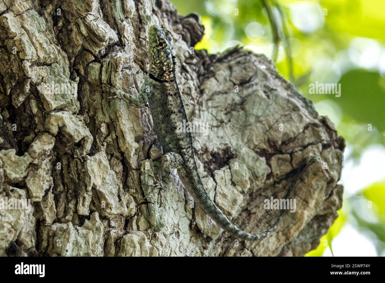 Amazon lava lizard, Boca da Onca waterfalls, Saloba river canyon, Mato ...