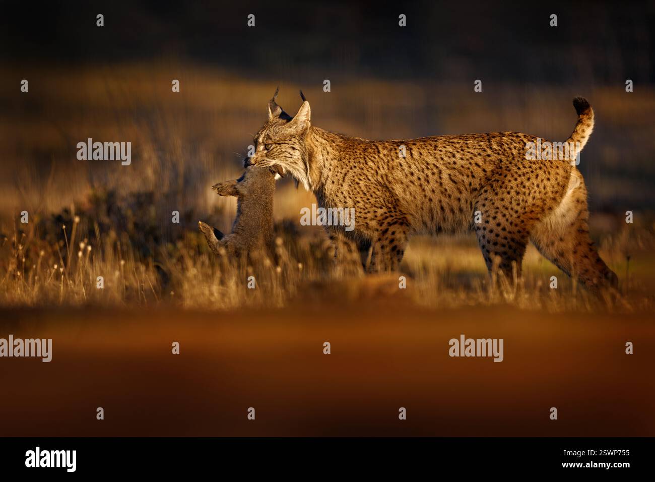 Spain wildlife. Lynx with catch prey rabbit. Iberian lynx, Lynx ...