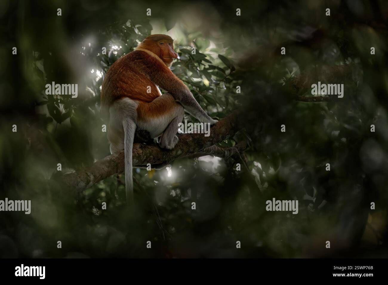 Proboscis monkey, Nasalis larvatus, in the nature habitat, Bako NP in ...