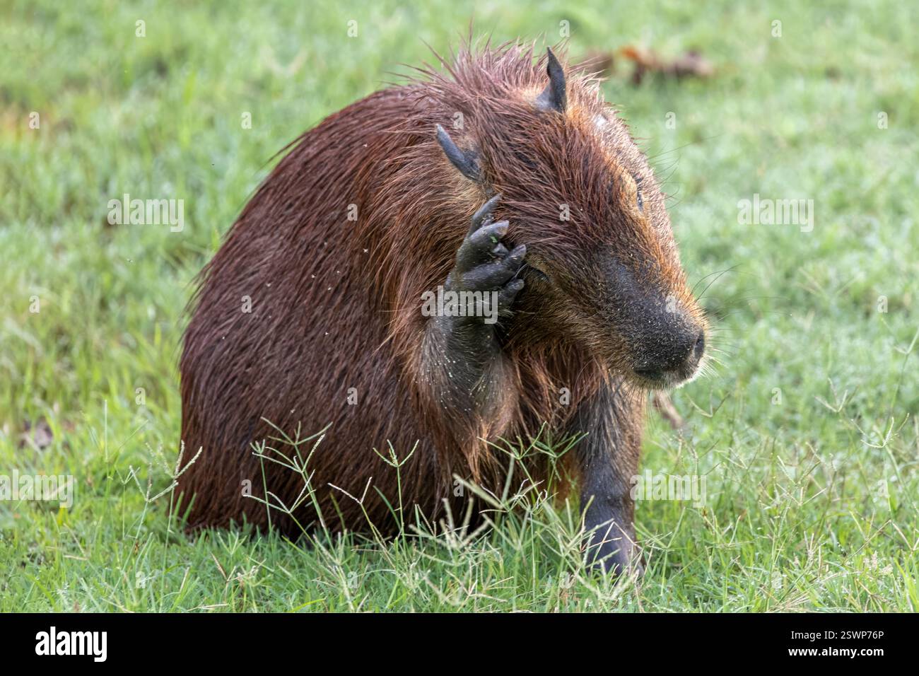 Capybara, female scratching, Pantanal, Miranda, Mato Grosso do Sul ...