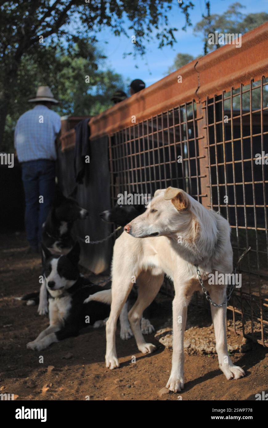 portrait of an Australian working dog Stock Photo - Alamy