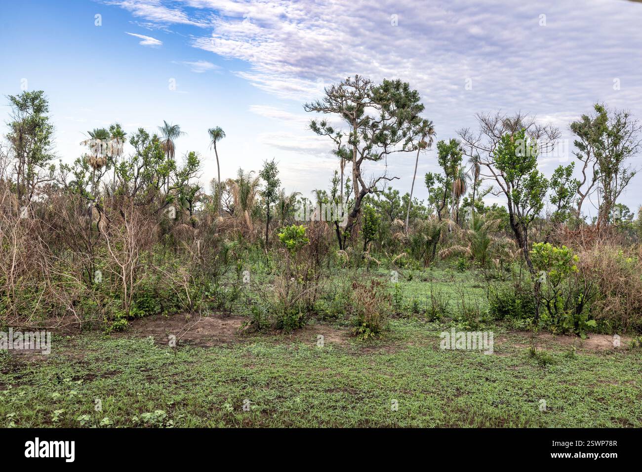 Landscape, dawn, Pantanal, Miranda, Mato Grosso do Sul, Brazil Stock ...