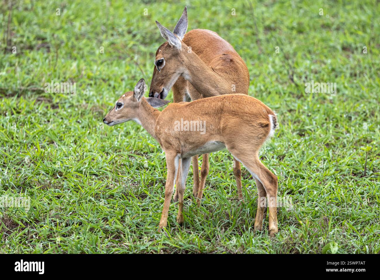 Pampas deer, doe with foal, Pantanal, Miranda, Mato Grosso do Sul ...