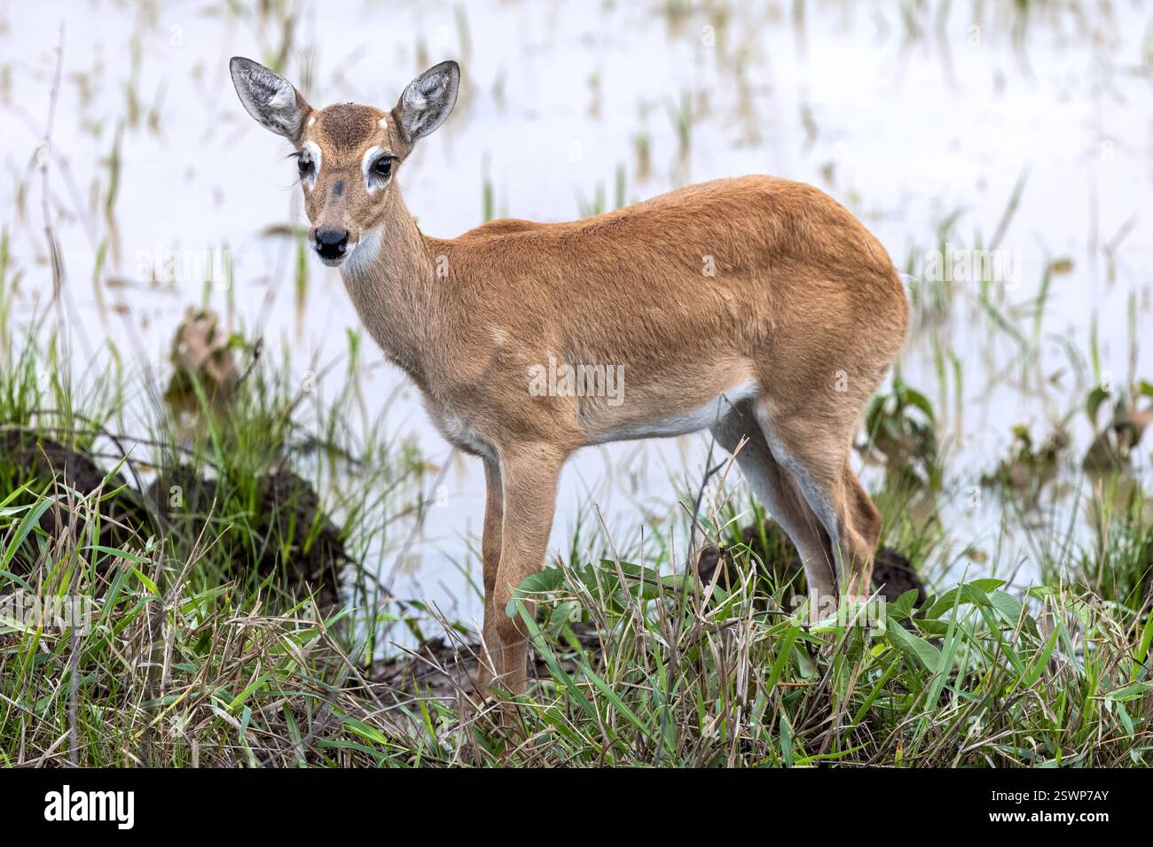 Pampas deer, doe with foal, Pantanal, Miranda, Mato Grosso do Sul ...