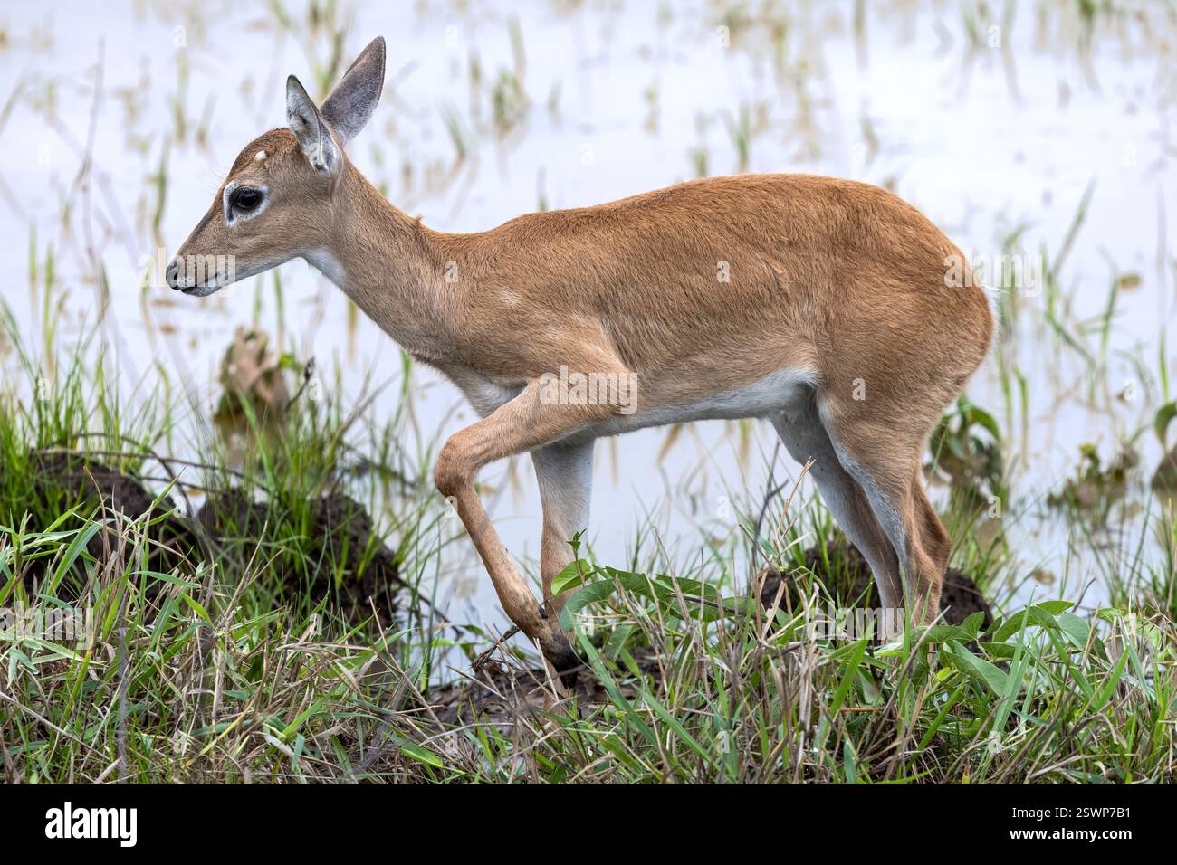 Pampas deer, doe with foal, Pantanal, Miranda, Mato Grosso do Sul ...