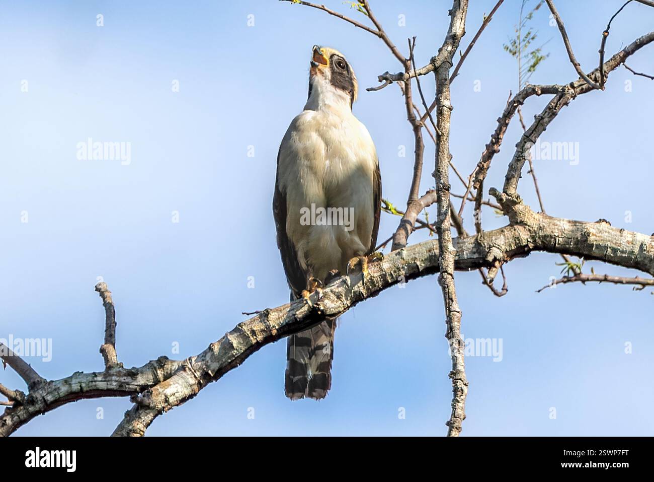 Laughing Falcon, calling, Pantanal, Miranda, Mato Grosso do Sul, Brazil ...