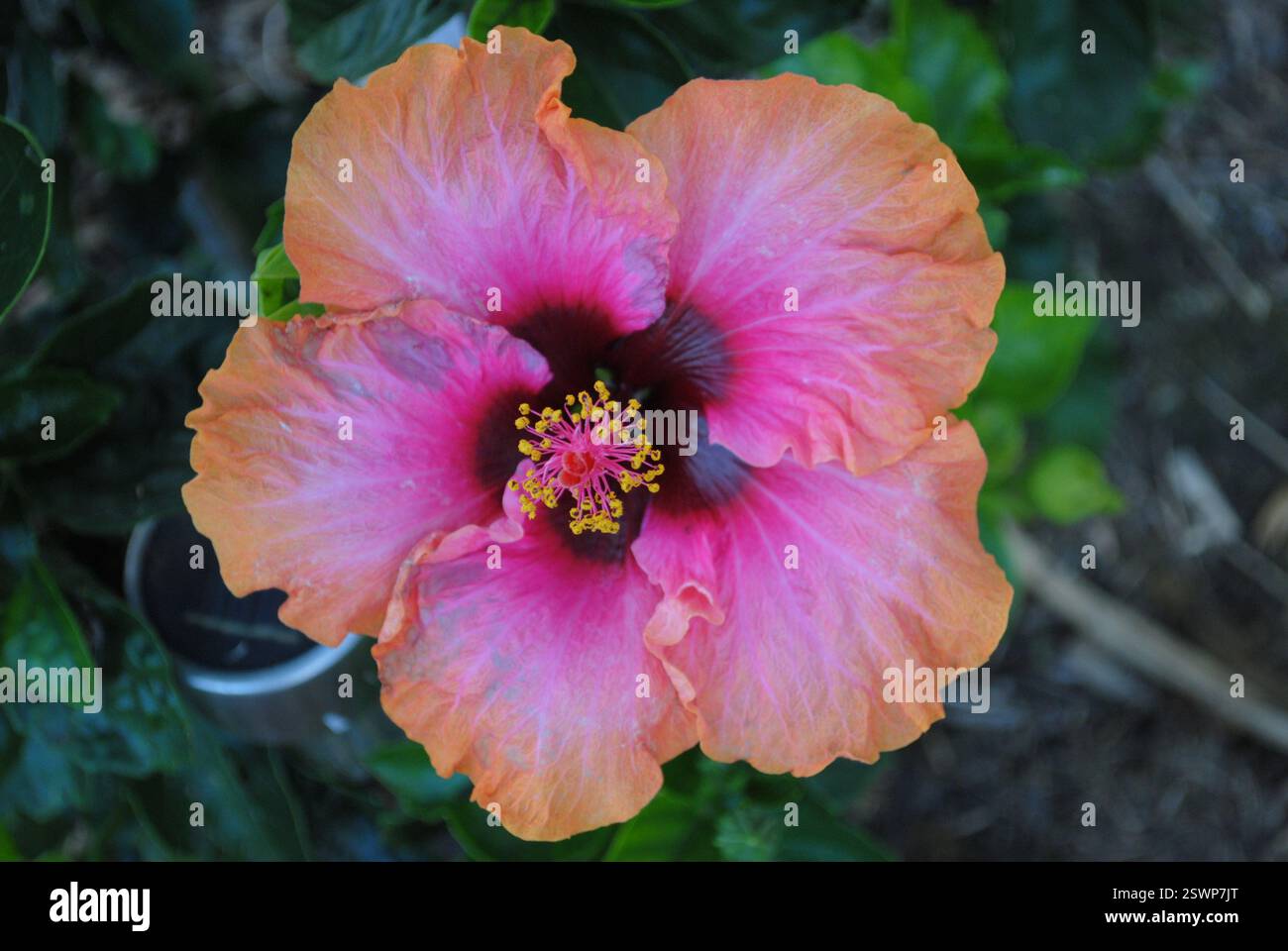 Seamless hibiscus pattern hi-res stock photography and images - Alamy