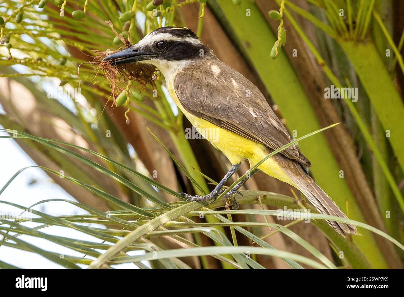 Lesser Kiskadee, collecting material for nest from palm tree, Pantanal ...
