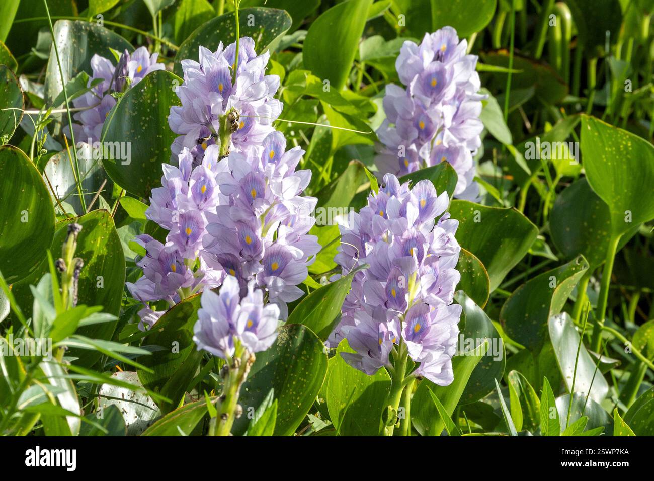 Water Hyacinth, invasive plant, Pantanal, Miranda, Mato Grosso do Sul ...