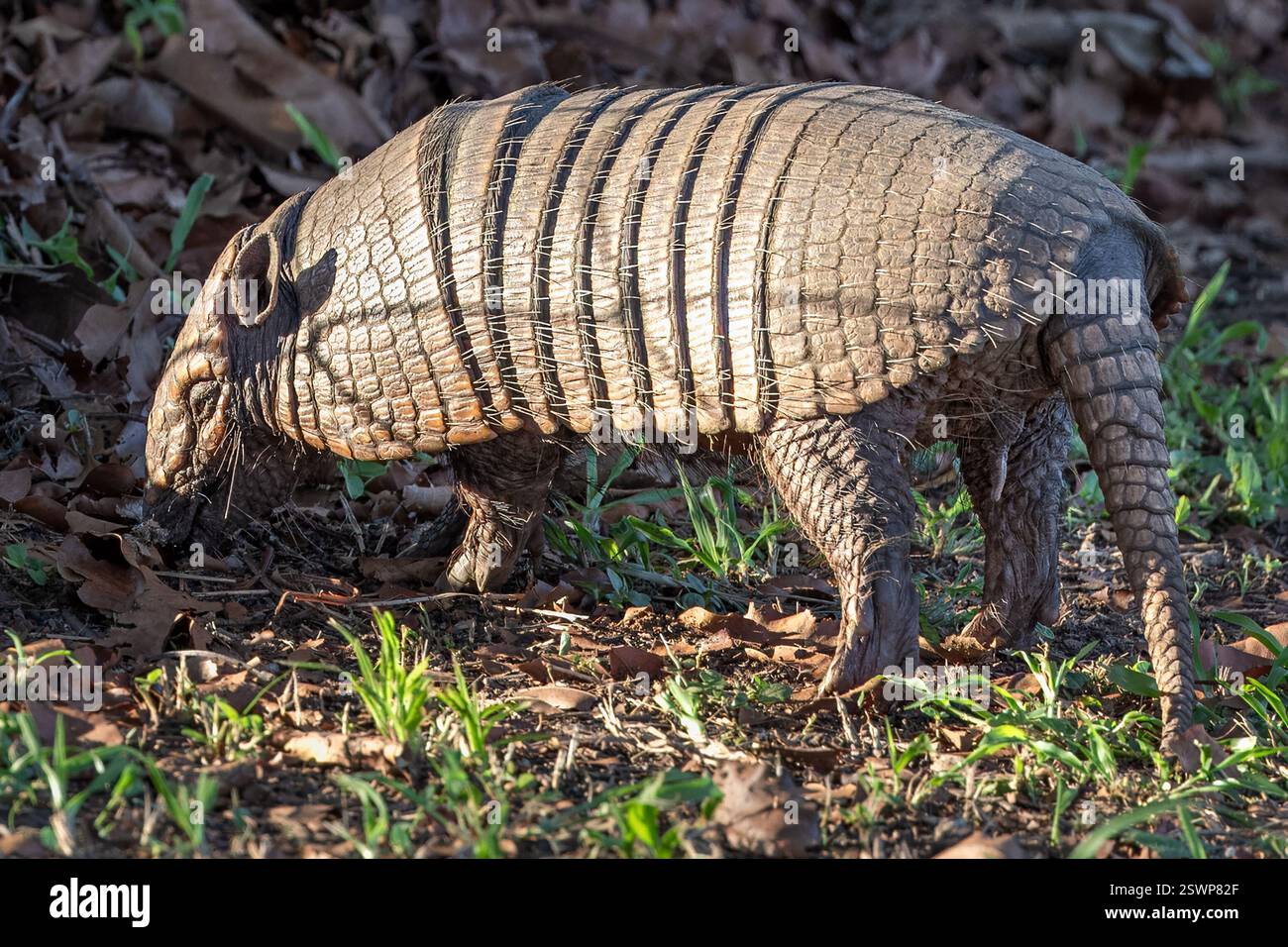 Seven-banded Armadillo, searching, Pantanal, Miranda, Mato Grosso do ...