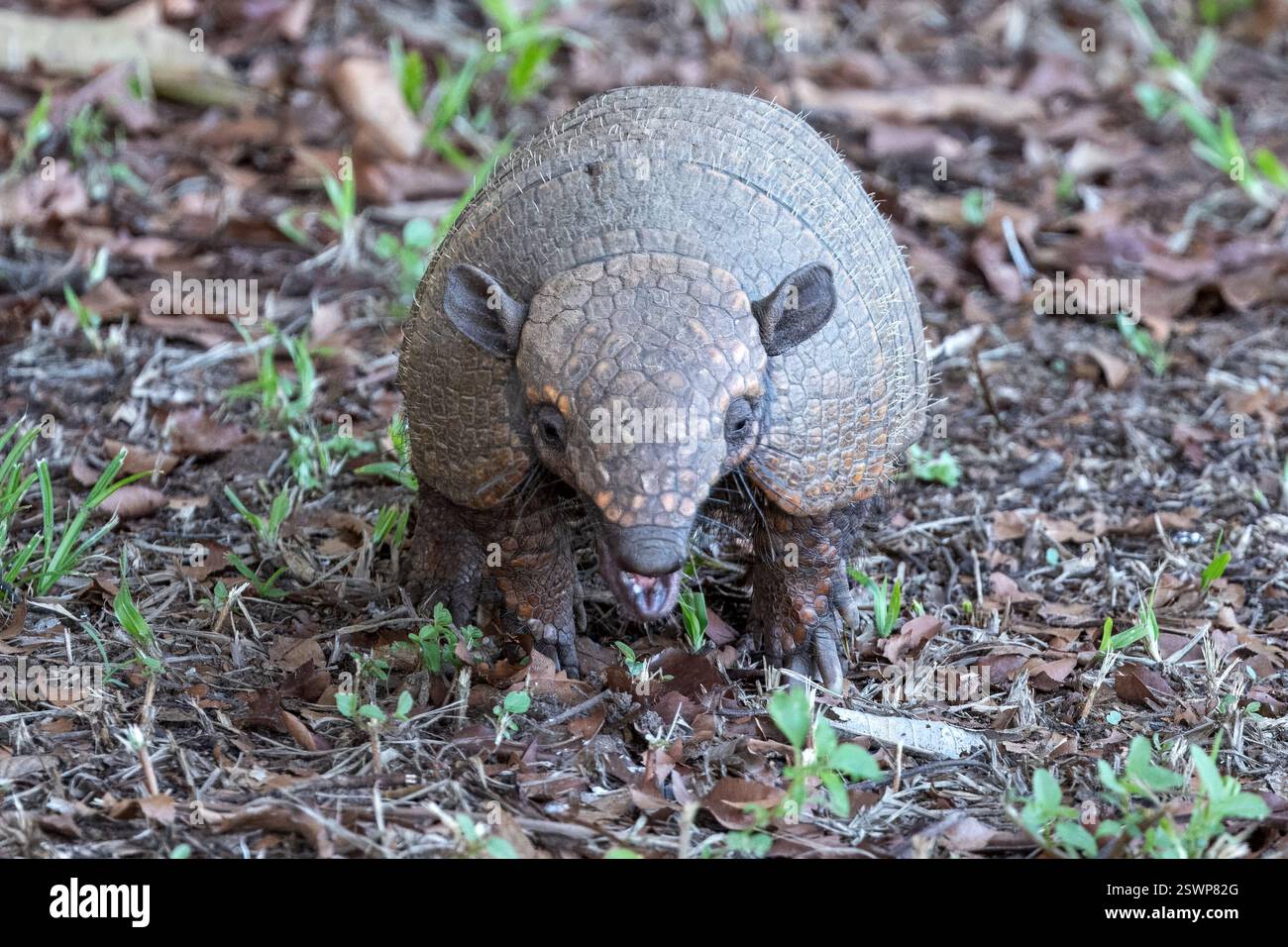 Seven-banded Armadillo, eating, Pantanal, Miranda, Mato Grosso do Sul, Brazil Stock Photo - Alamy
