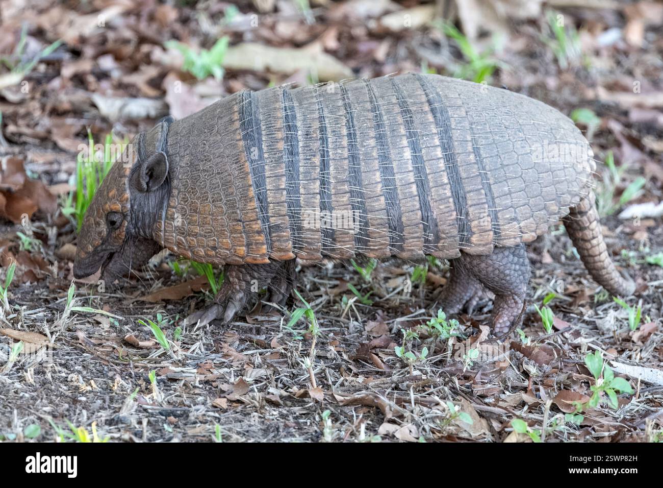 Seven-banded Armadillo, searching, Pantanal, Miranda, Mato Grosso do Sul, Brazil Stock Photo - Alamy
